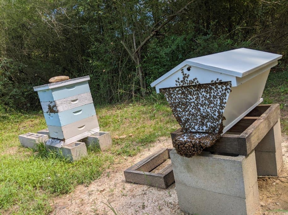 The Secret Life of Library Bees – Central Arkansas Library System