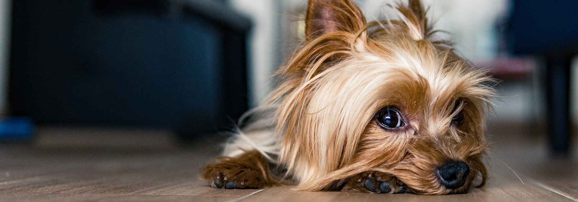 Virtual Pet Parade – Central Arkansas Library System